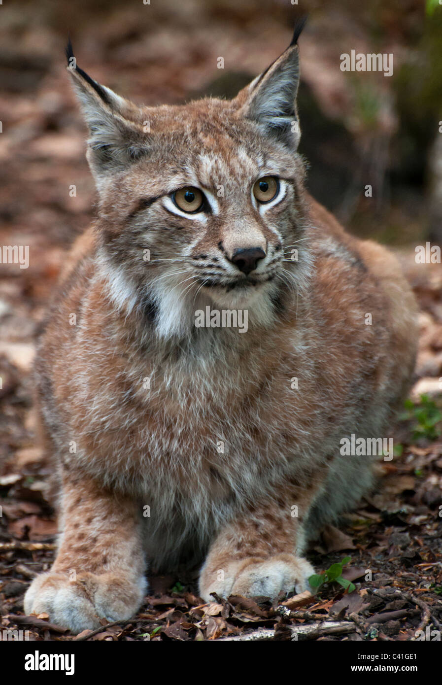 Female lynx Banque de photographies et d’images à haute résolution - Alamy