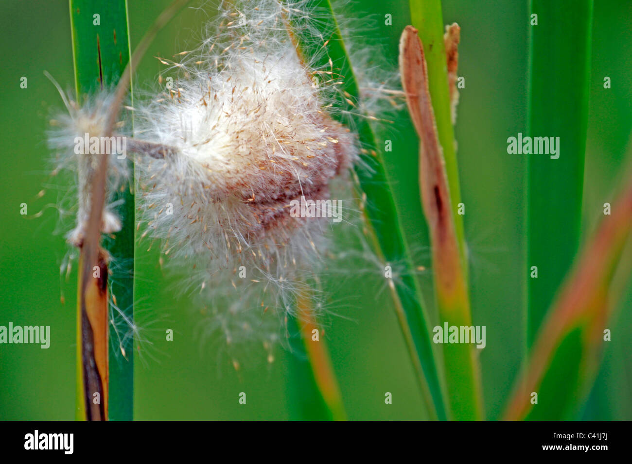 Kaapse dekriet Banque de photographies et d’images à haute résolution ...