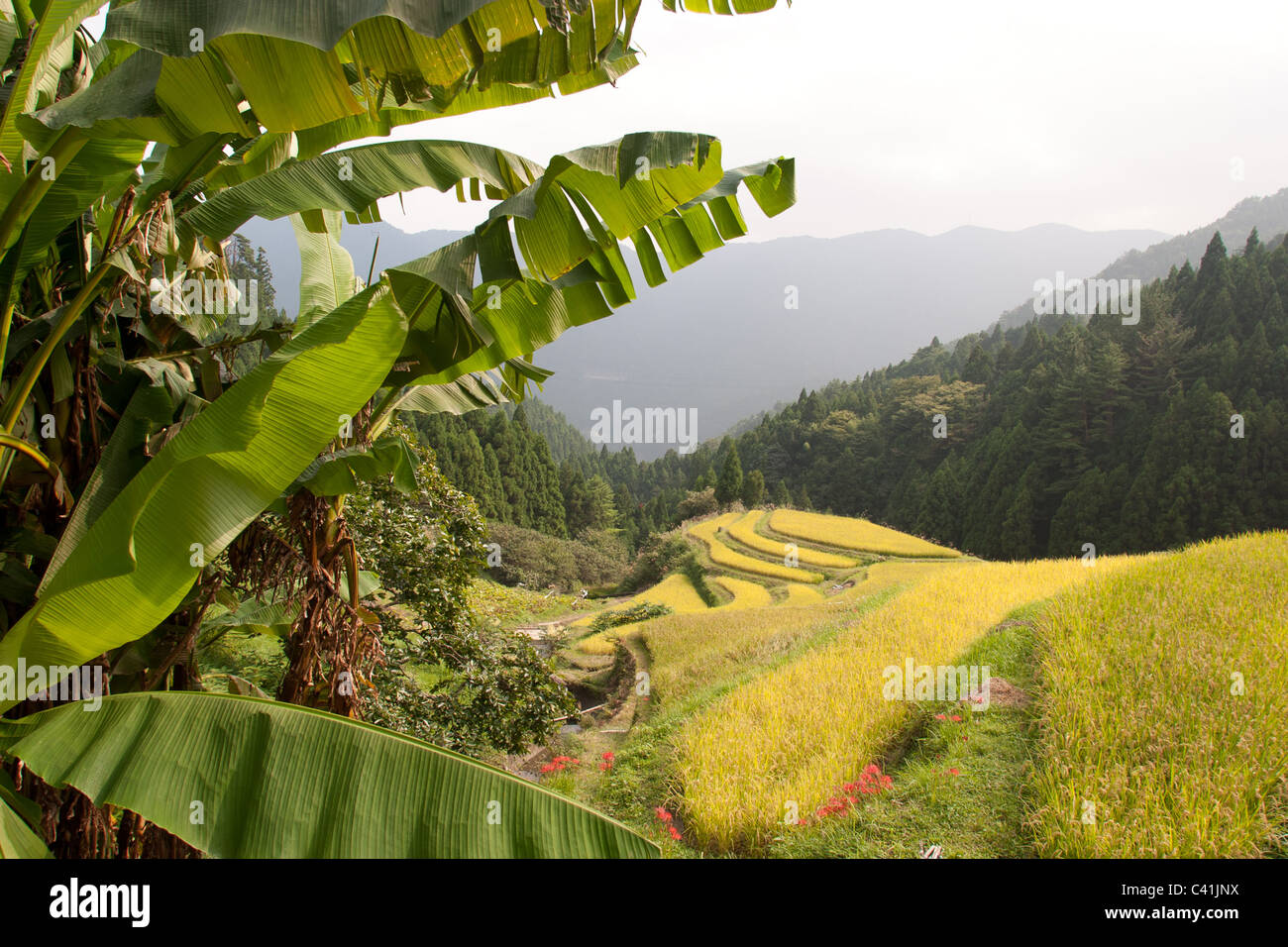La culture du riz dans les rizières, dans Shikoko island, Japon Photo ...