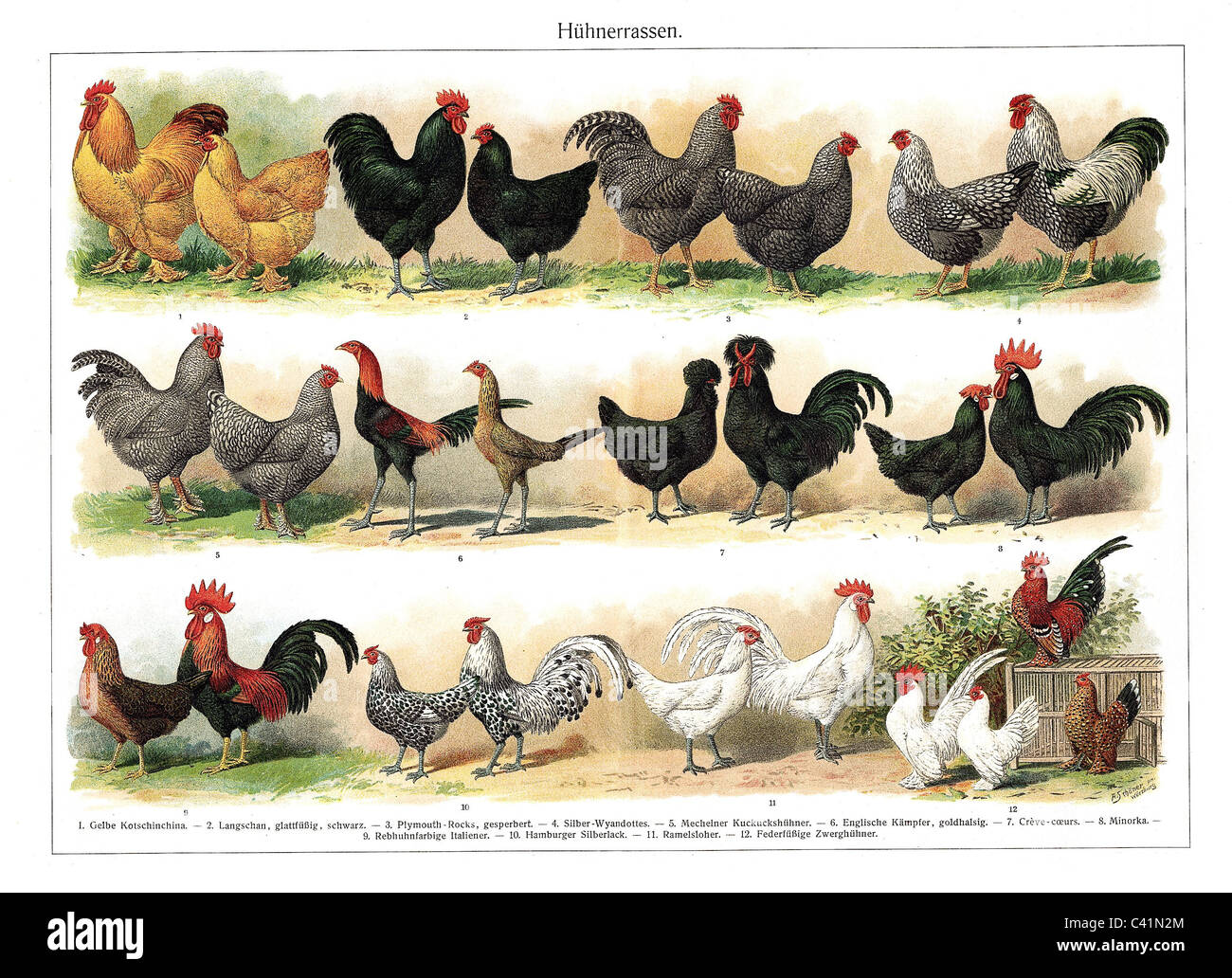 zoologie, oiseau, poule, tableau de couleurs de différentes races de ...