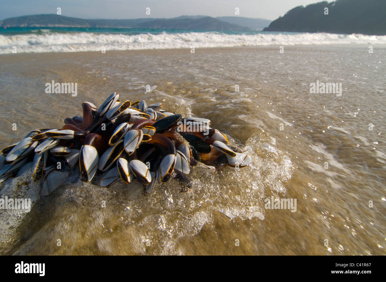 Percebes, galicia Banque de photographies et d’images à haute ...