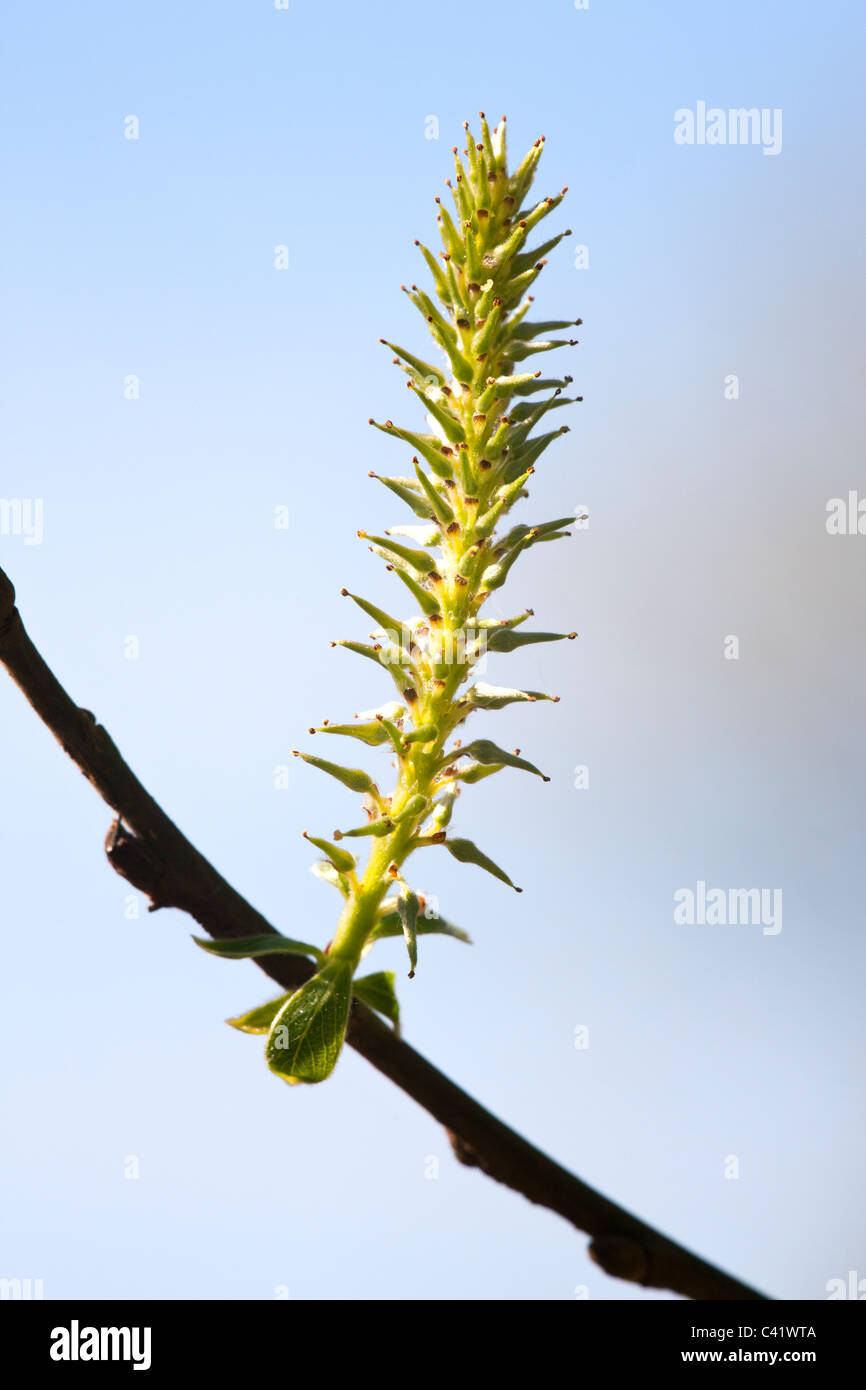 Salix caprea Banque de photographies et d’images à haute résolution - Alamy