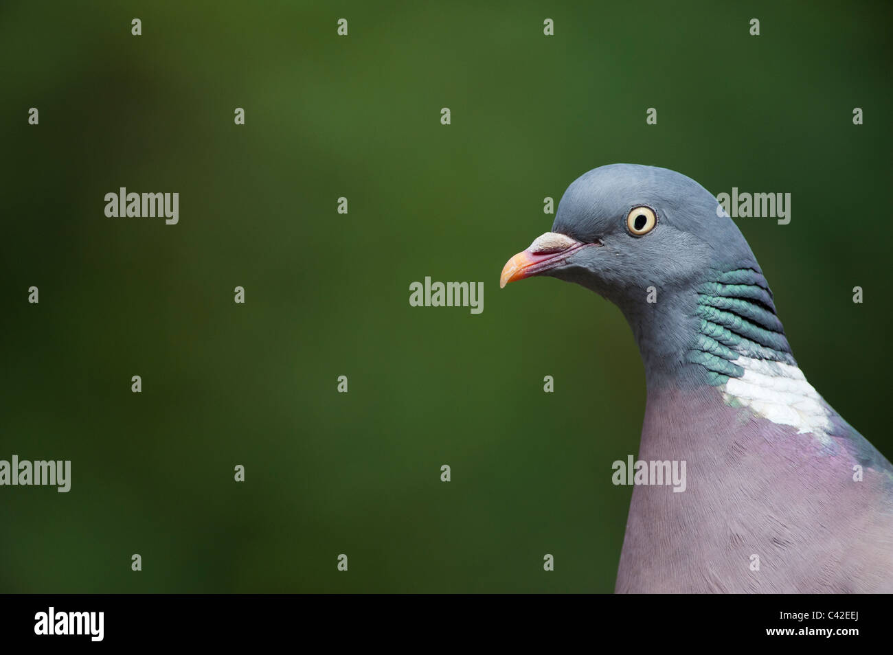 Pigeon avec Banque de photographies et d’images à haute résolution - Alamy