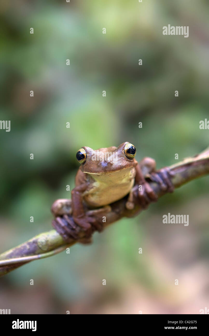 Grenouille arboricole Banque de photographies et d’images à haute ...