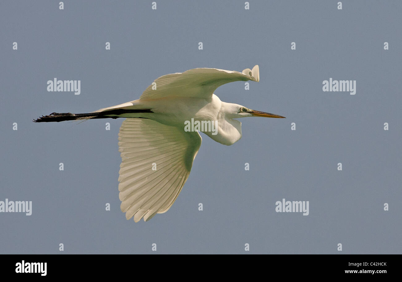Aigrette en vol Banque de photographies et d’images à haute résolution ...
