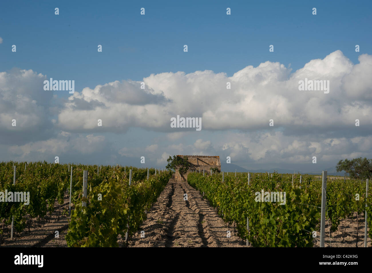 Grillo grape Banque de photographies et d’images à haute résolution - Alamy