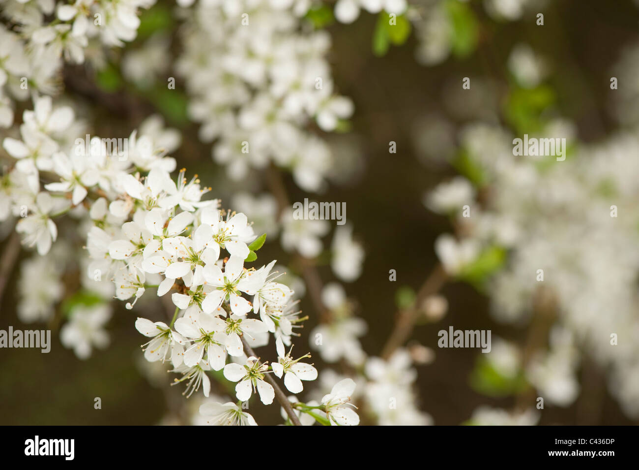 Paysage de prunus spinosa Banque de photographies et d’images à haute ...