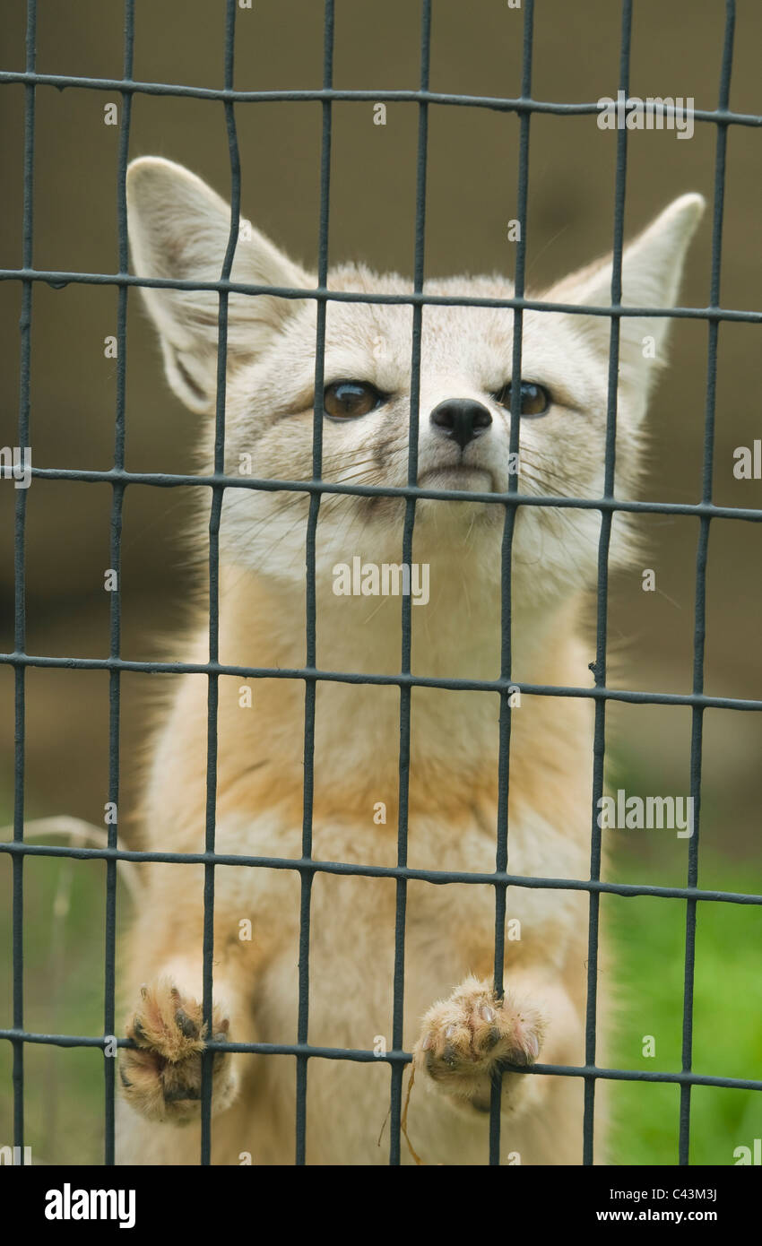 Renard vivant Banque de photographies et d’images à haute résolution ...