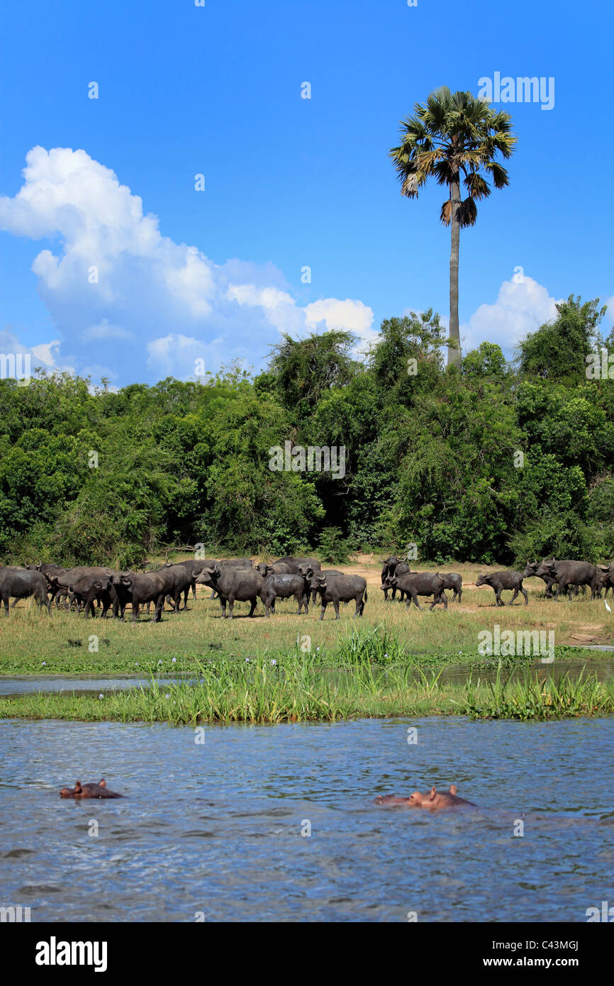 Afrique afrique de l'est faune safari nature tropical Banque de ...