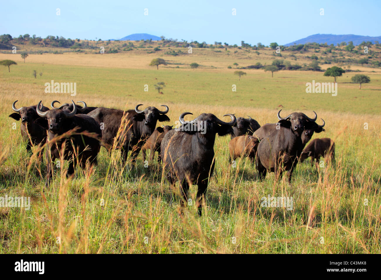 L'Afrique, Afrique, voyages, Nature, Animal, animaux, faune, Afrique ...