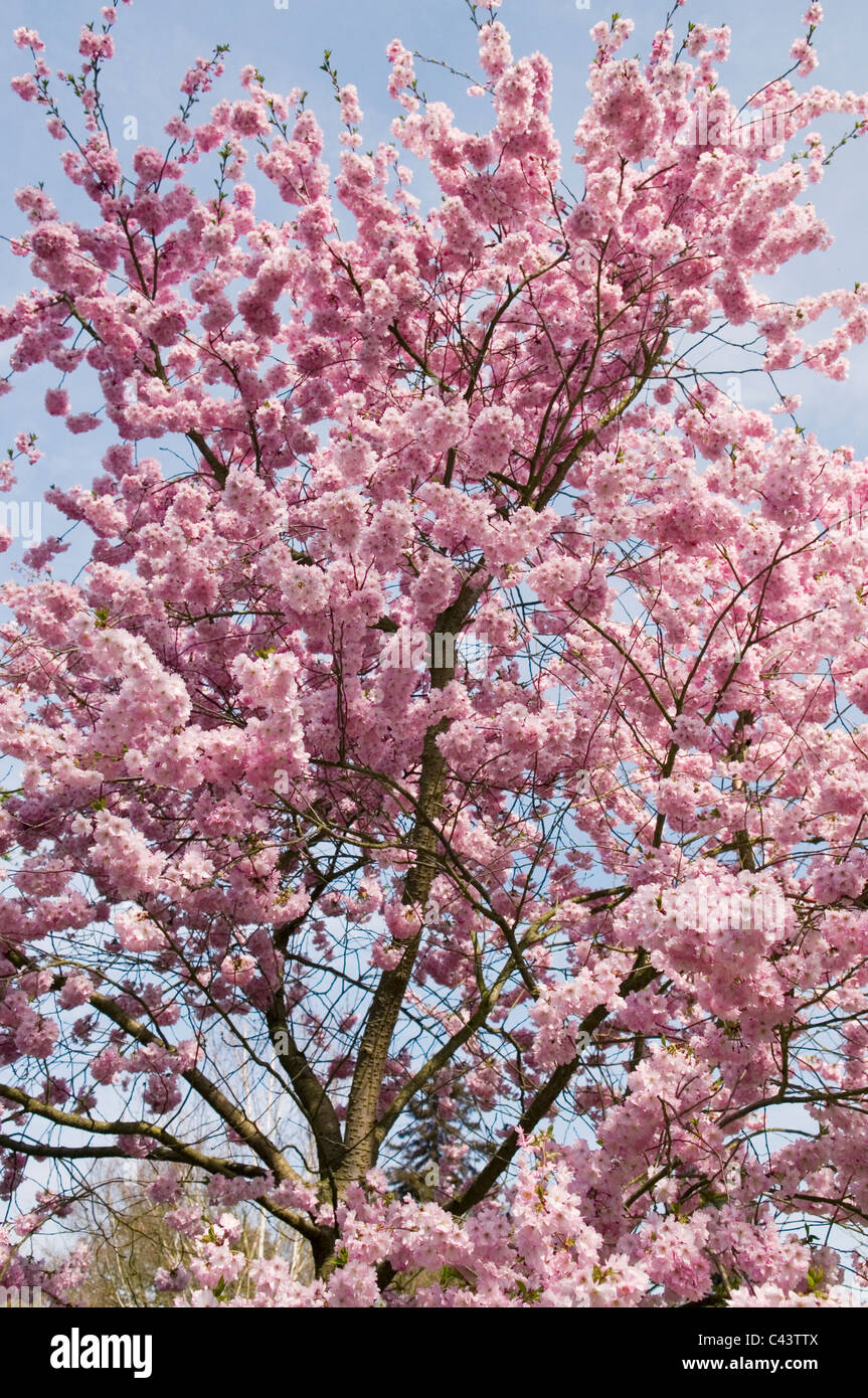 Cherry accolade tree blossom Banque de photographies et d’images à ...