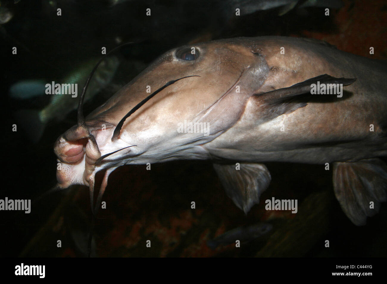 Poisson du lac tchad Banque de photographies et d’images à haute ...