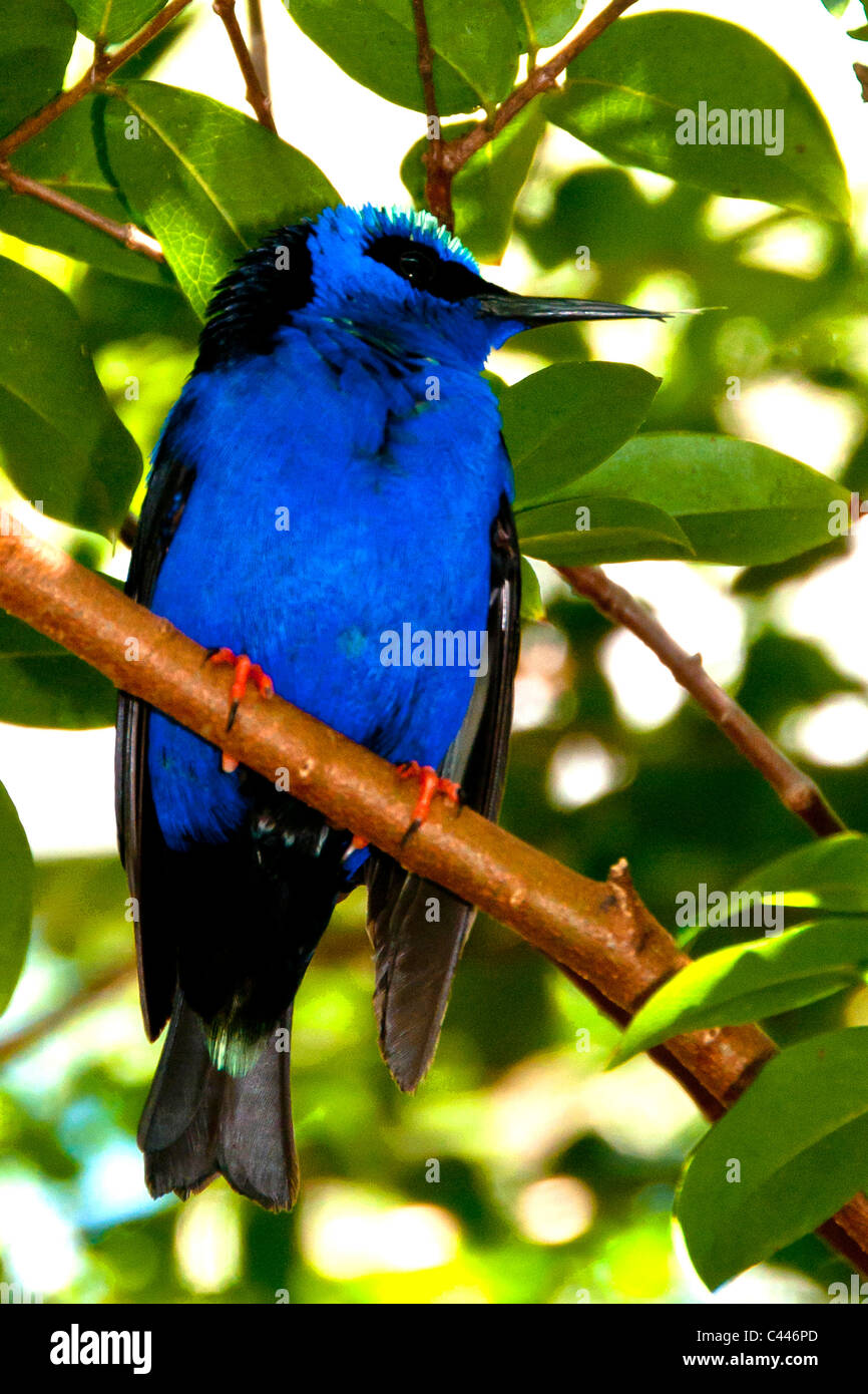 Honeycreeper pattes rouges, cyanerpes cyaneus, oiseau, animal, bleu ...