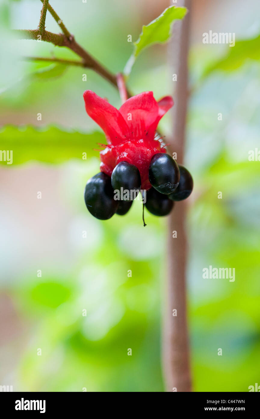 Mickey mouse bush Banque de photographies et d’images à haute ...