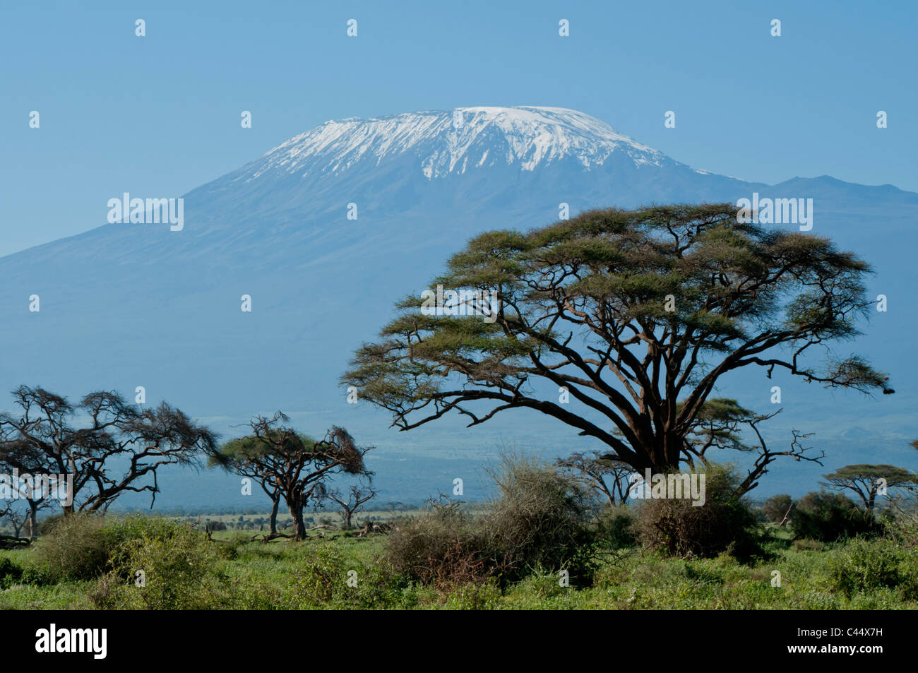 Afrique de l'Est, le Kenya, la Tanzanie, le Kilimandjaro, Amboseli, le ...