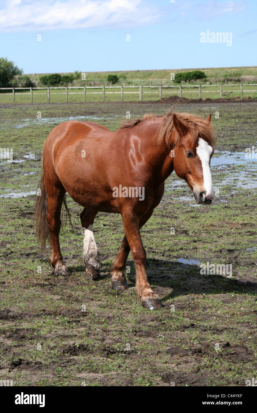 Cheval alezan Banque de photographies et d’images à haute résolution ...