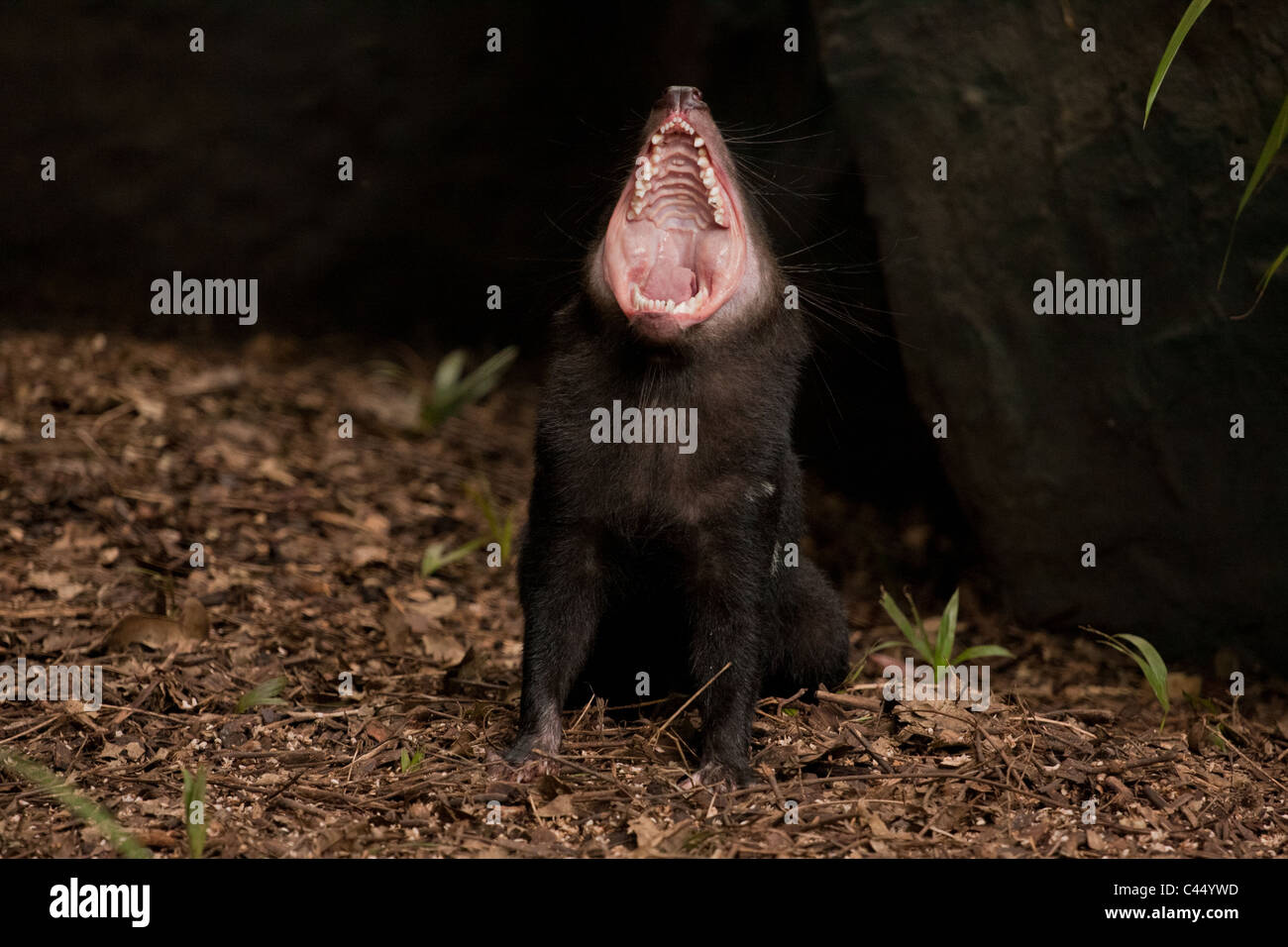 Diable tasmannie Banque de photographies et d’images à haute résolution ...
