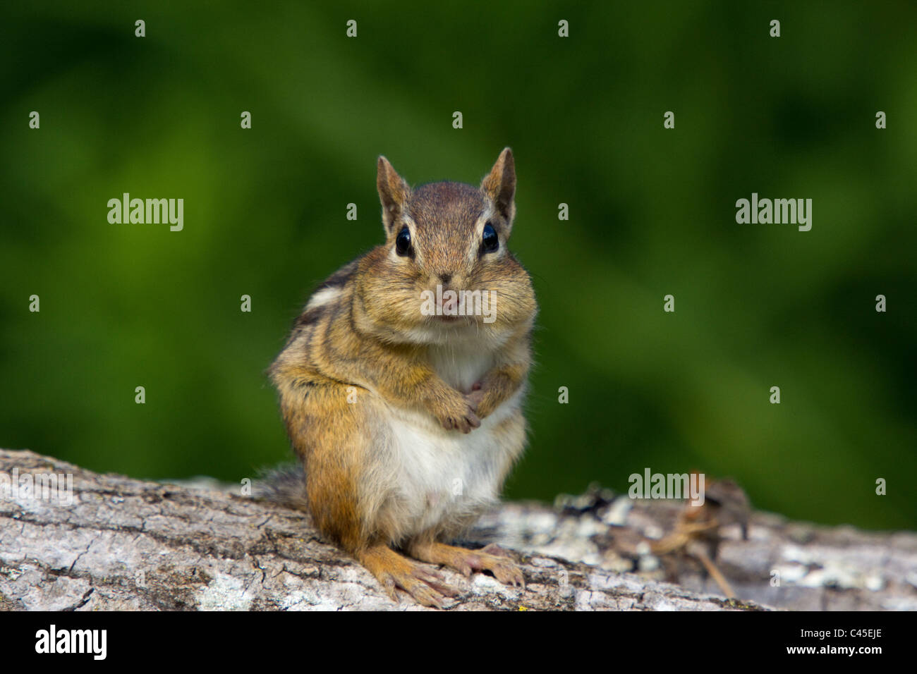 Joues De Tamia Pleine Banque d'image et photos - Alamy