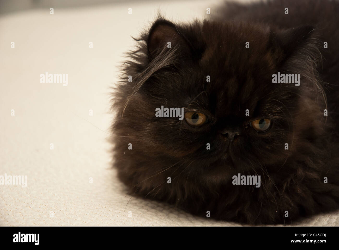Persan noir Banque de photographies et d’images à haute résolution - Alamy