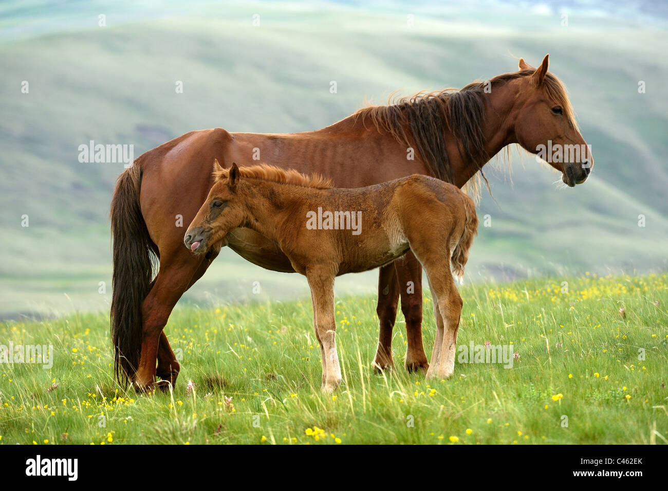 Jument et un poulain Banque de photographies et d’images à haute résolution - Alamy