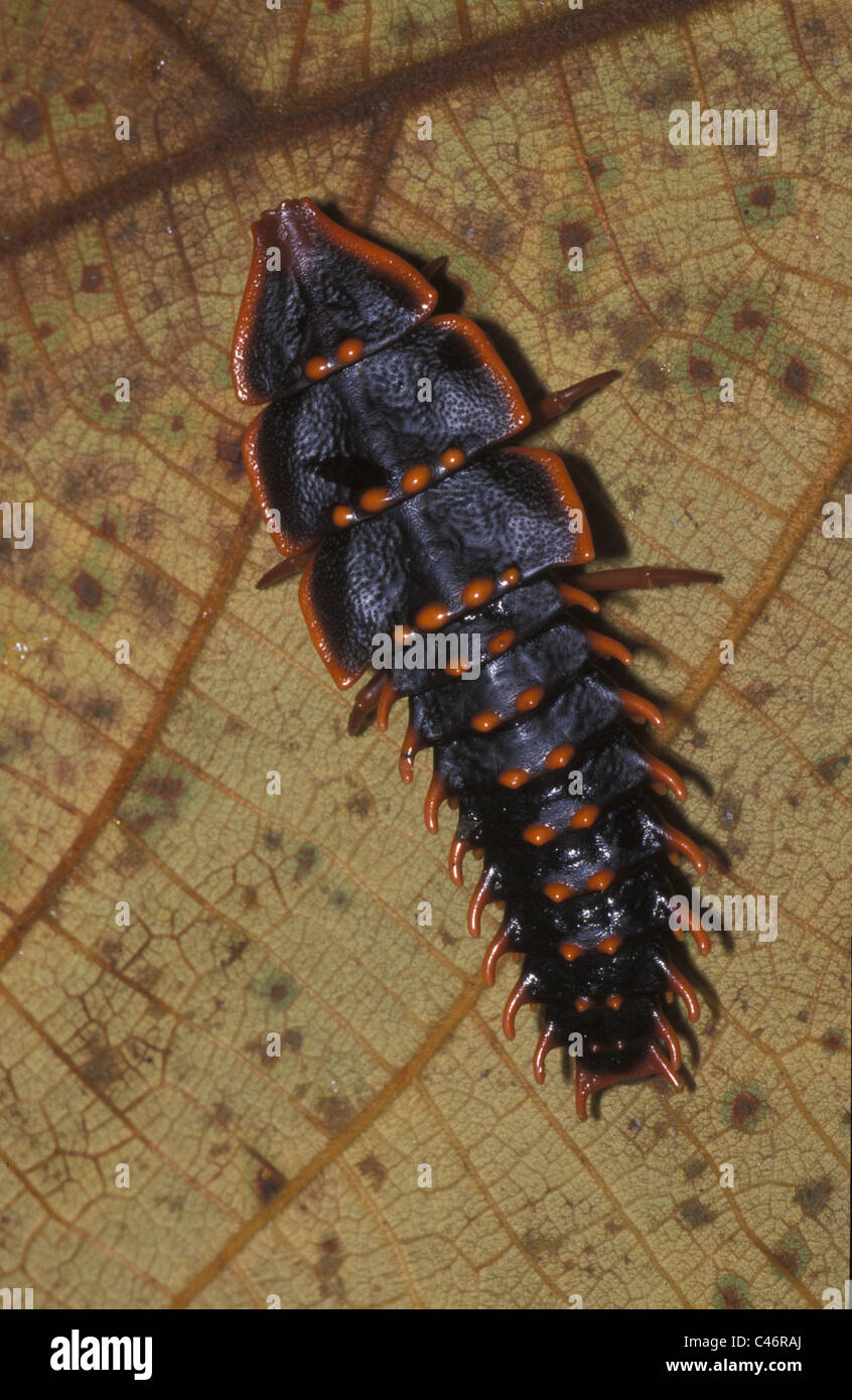 Trilobite beetle Banque de photographies et d’images à haute résolution ...