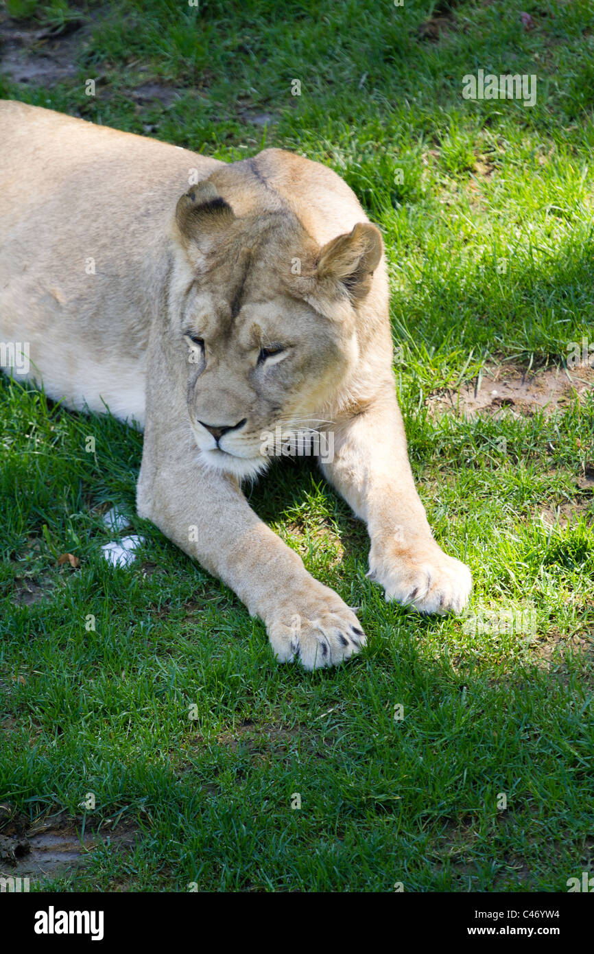 Lionne reposant sur la savane Banque de photographies et d’images à ...