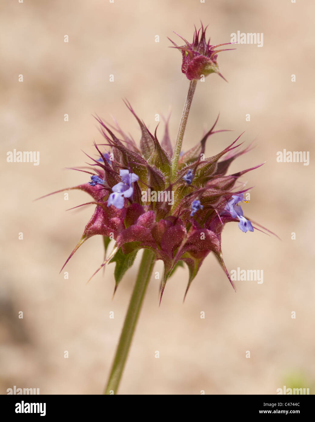 La plante de Chia (Salvia columbariae) croît dans son habitat naturel ...