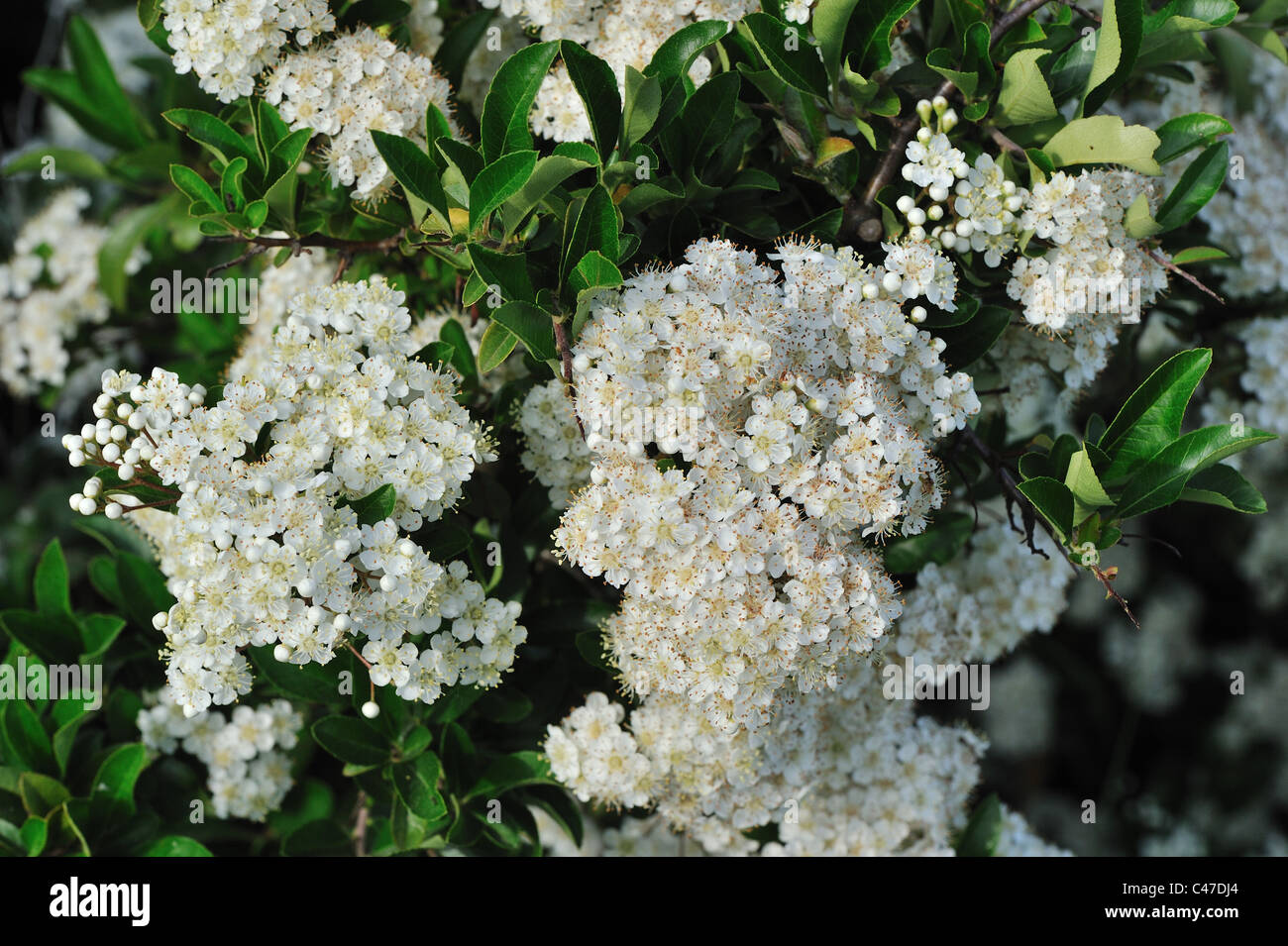 Pyracantha coccinea arbuste ornemental Banque de photographies et d ...
