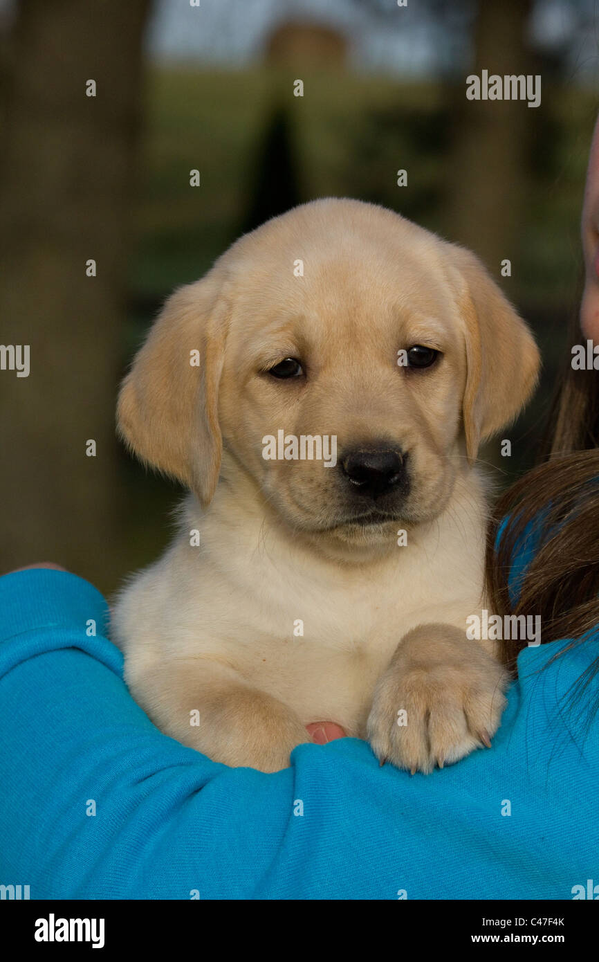 Chiot labrador blond Banque de photographies et d’images à haute ...