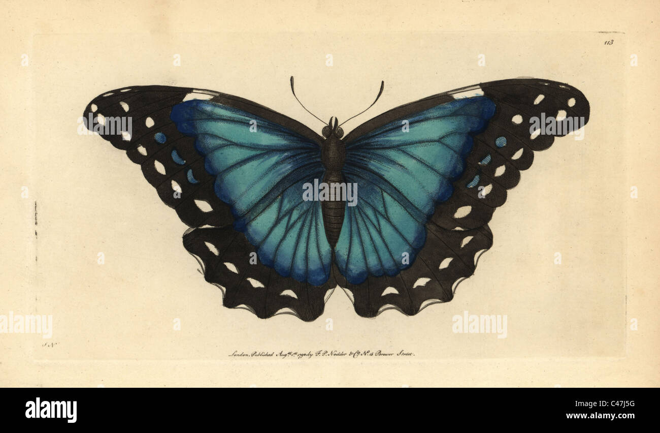Menelaus blue morpho butterfly Banque de photographies et d’images à ...