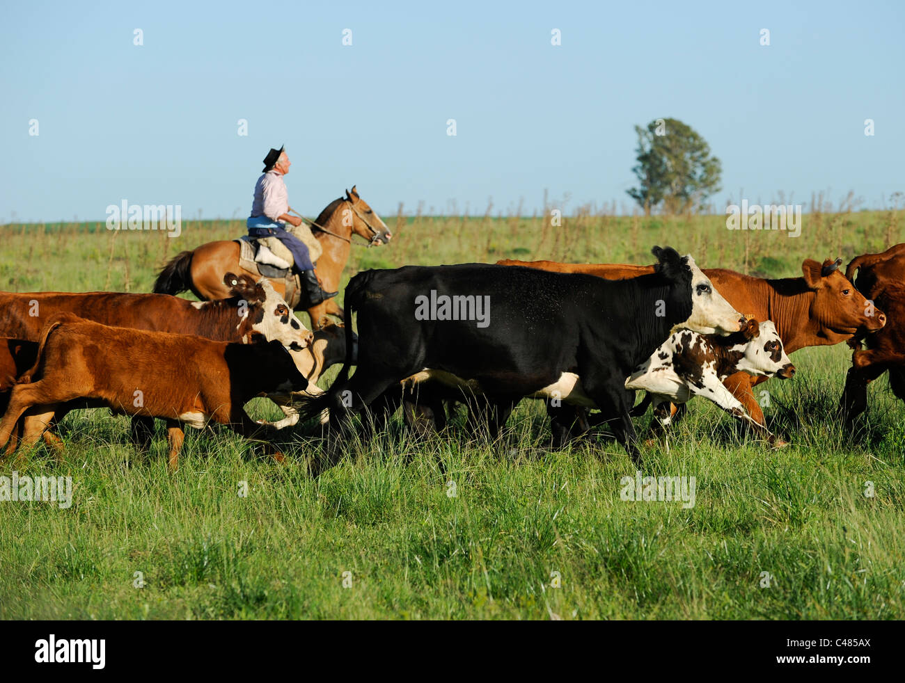 Cheval de vache de travail Banque de photographies et d’images à haute ...