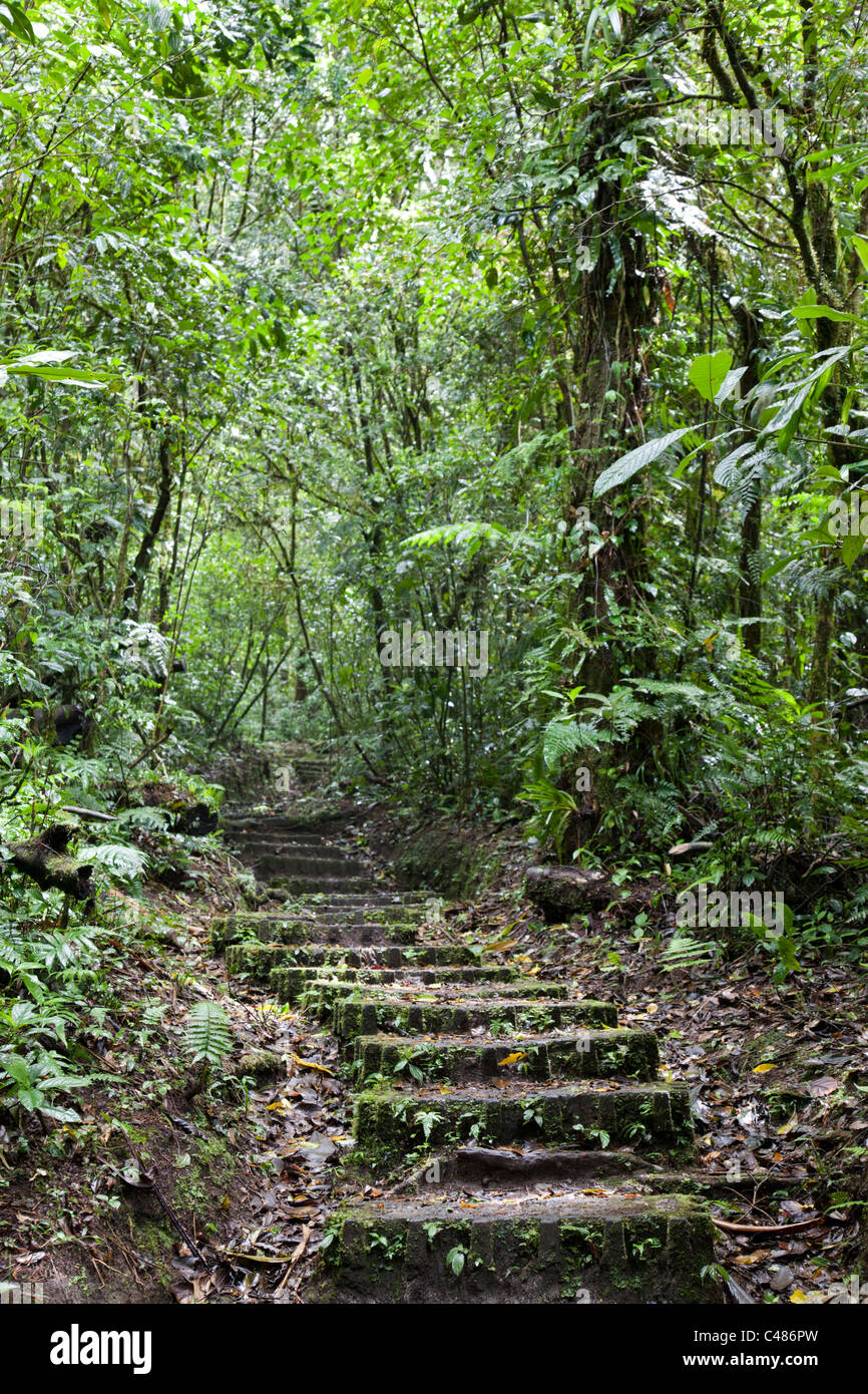 Forêt de nuages de monteverde Banque de photographies et d’images à ...