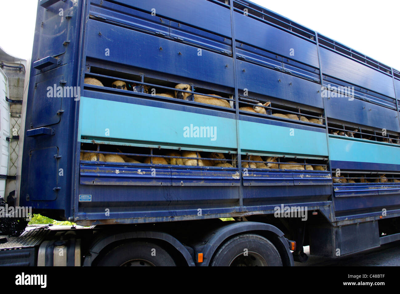 Chargement de camions de moutons transportés pour marché ou l ...