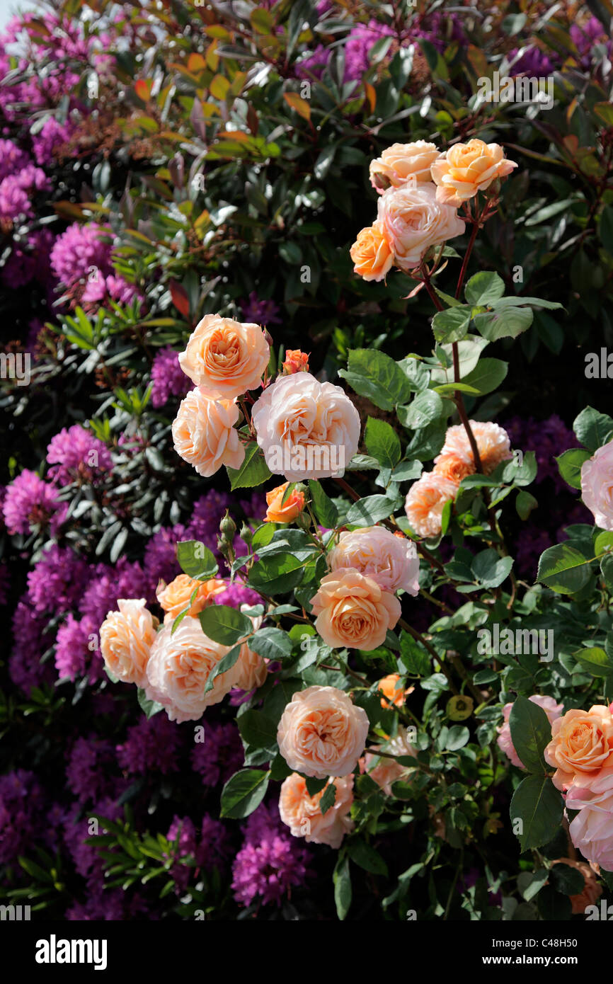 Rose charles austin Banque de photographies et d’images à haute ...