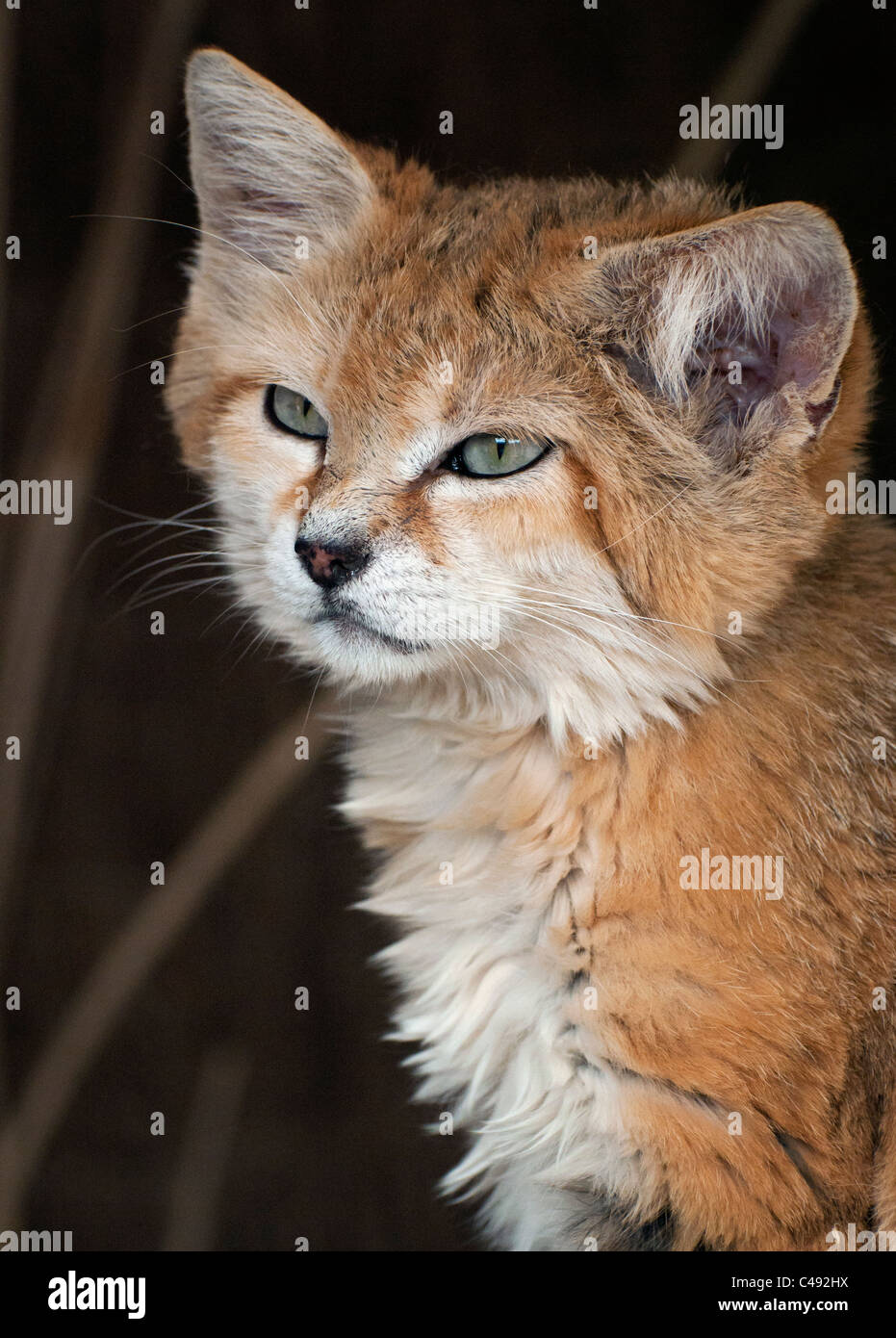 Chat de sable felis margarita Banque de photographies et d’images à ...