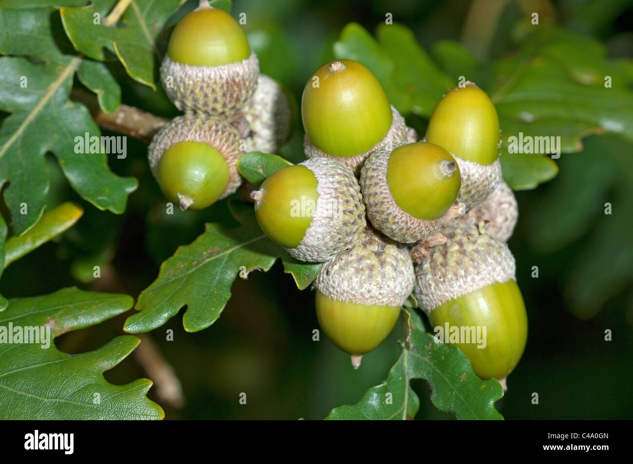 Le chêne rouvre, chêne sessile (Quercus petraea, Quercus sessilis). Les ...