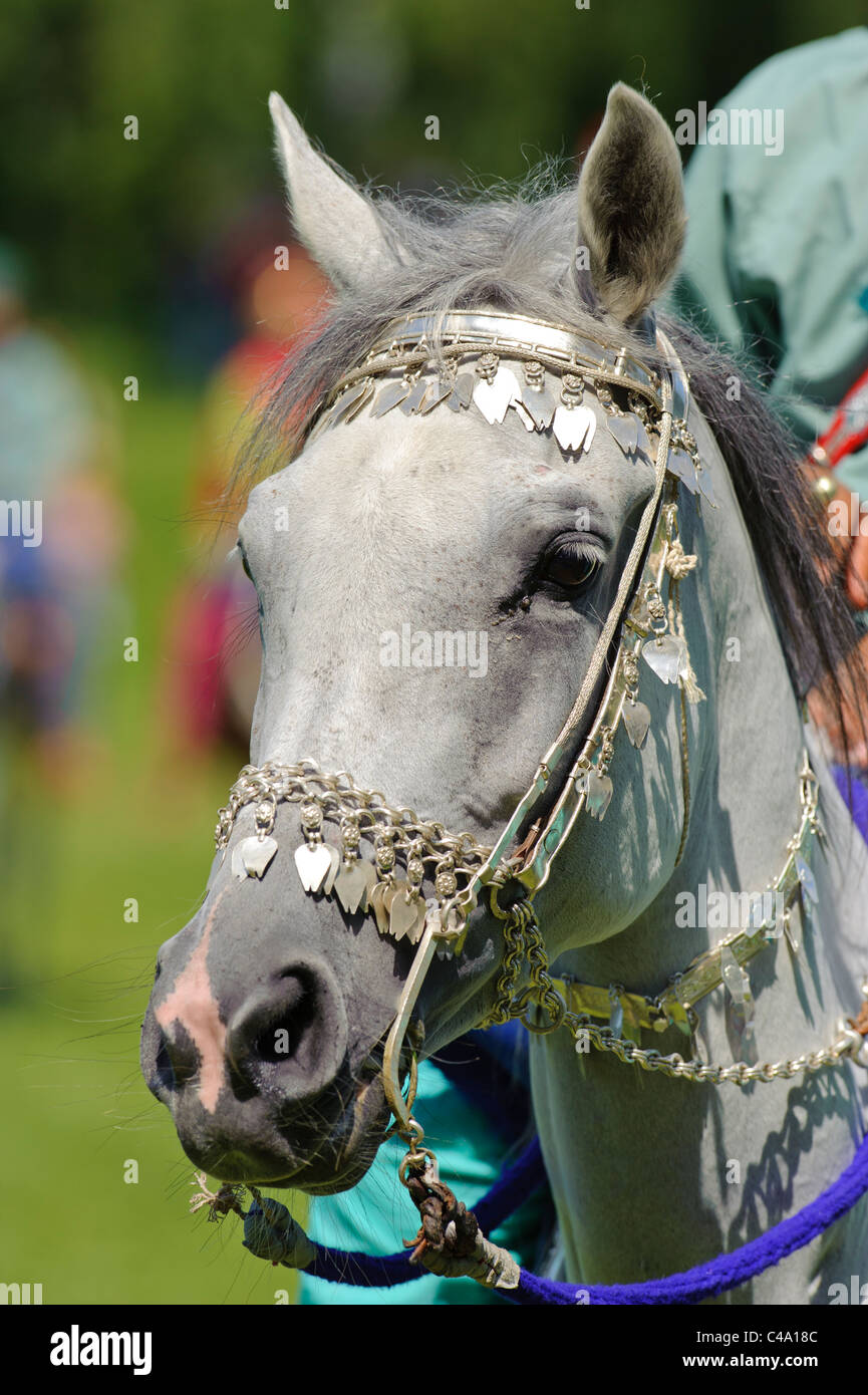 Race arabe Banque de photographies et d’images à haute résolution - Alamy