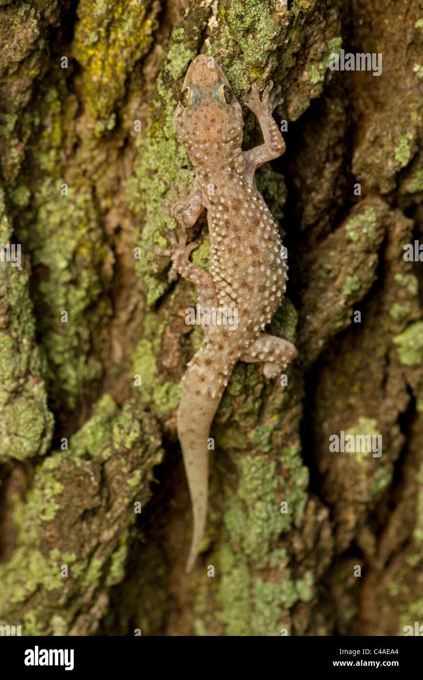 Arbre Introduit Banque d'image et photos - Alamy
