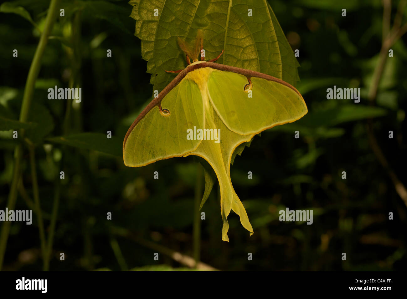 Luna Moth (Actias luna) - Les adultes - New York - USA - Famille ...