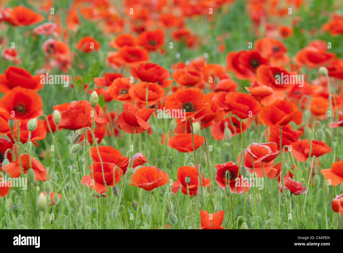 Champ de coquelicots, coquelicots, fleurs, coquelicot, prairie, champs ...