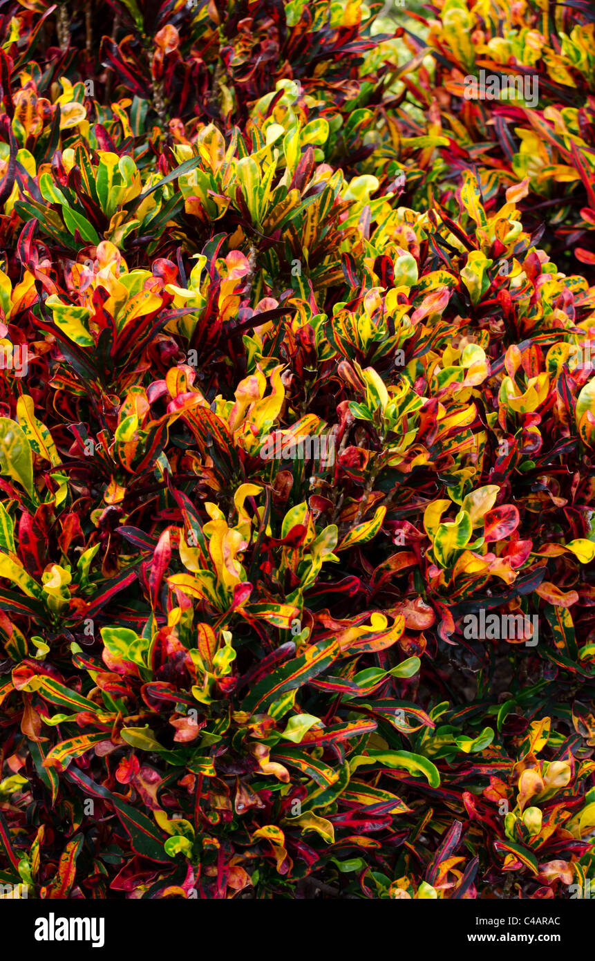 Red croton leaf Banque de photographies et d’images à haute résolution ...