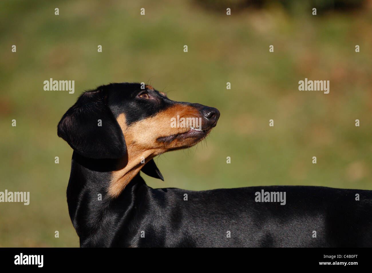 Dachshund profile Banque de photographies et d’images à haute ...