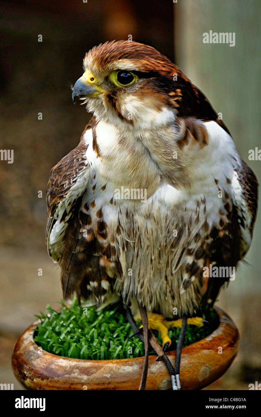 Oiseaux de faucon Banque de photographies et d’images à haute ...