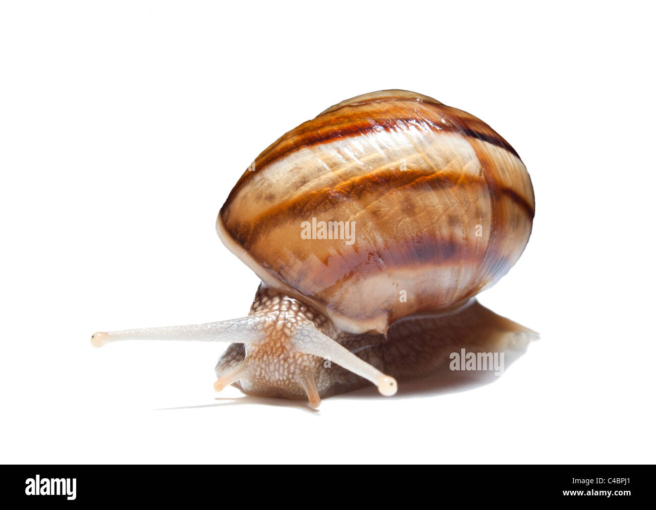 Escargot sur fond blanc Banque de photographies et d’images à haute ...