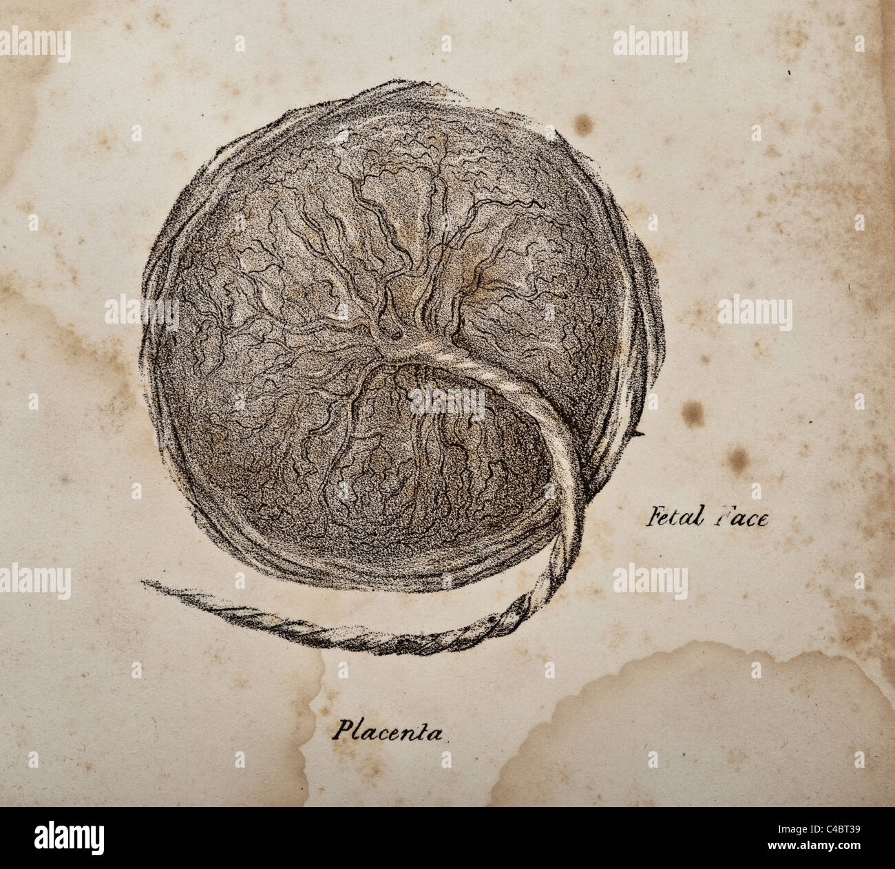 Illustration du placenta humain copyright 1844 Photo Stock - Alamy