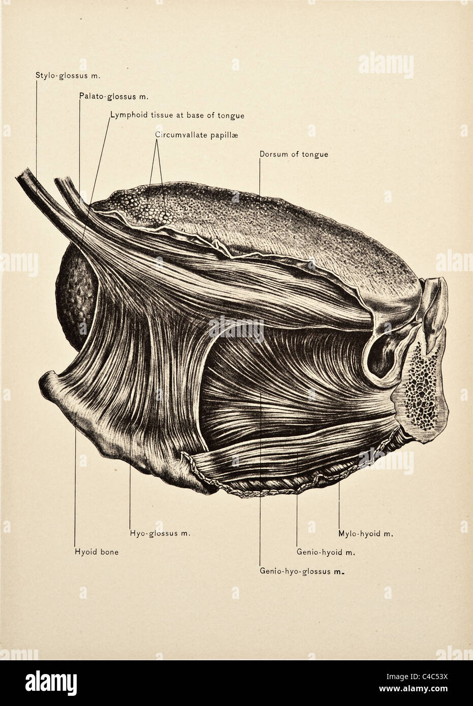 Anatomie de la langue Banque de photographies et d’images à haute ...