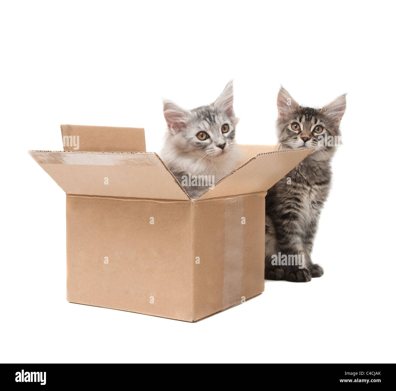 Jeune chat dans un carton Banque de photographies et d’images à haute ...