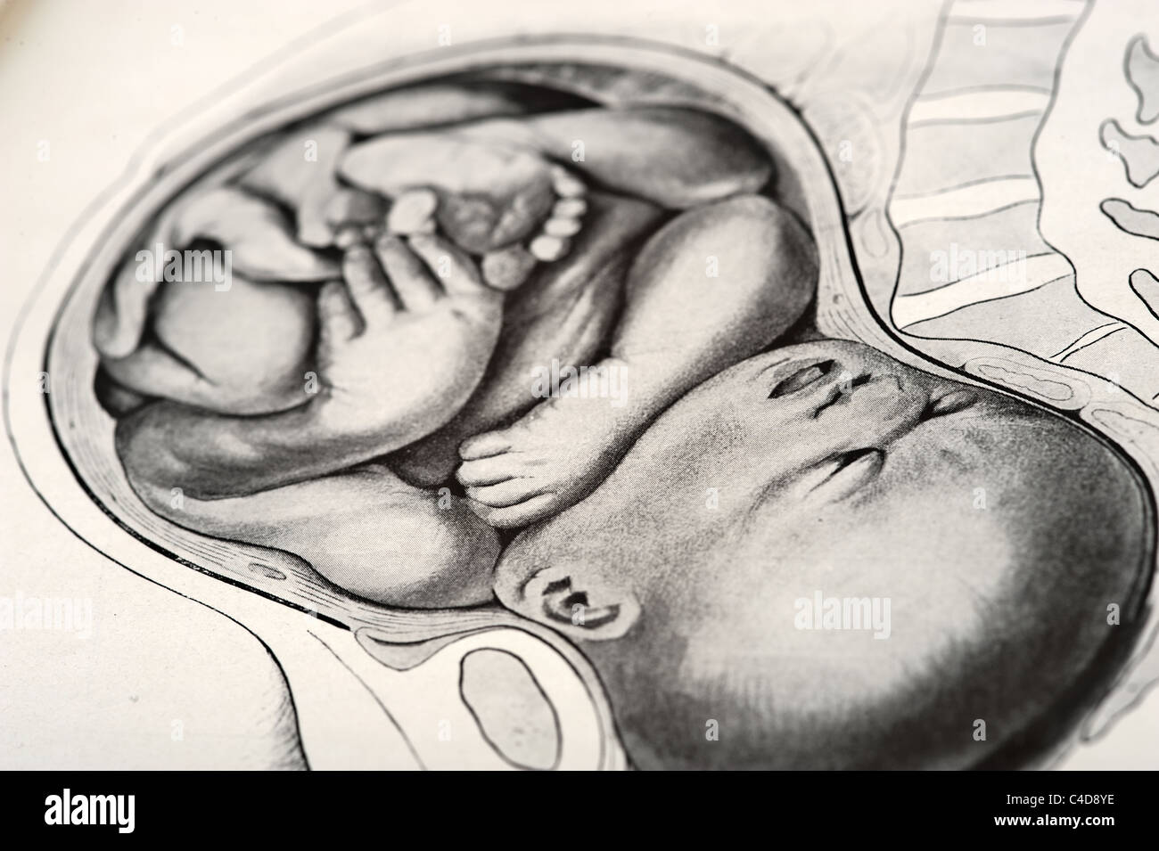 Baby pelvis illustration Banque de photographies et d’images à haute ...