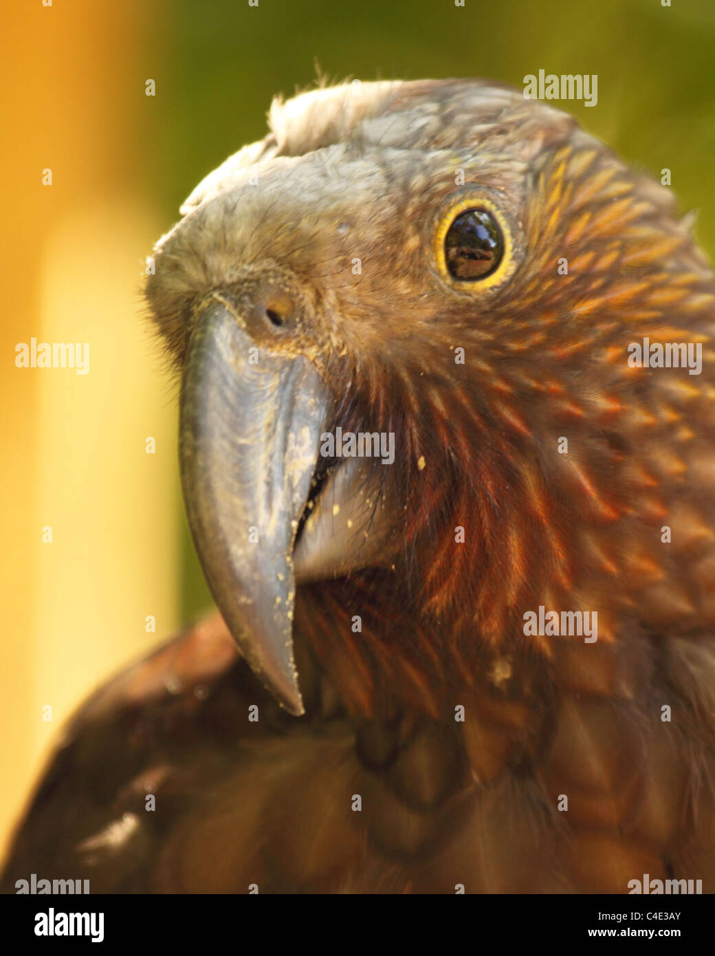 Portrait kaka animal bird Banque de photographies et d’images à haute ...