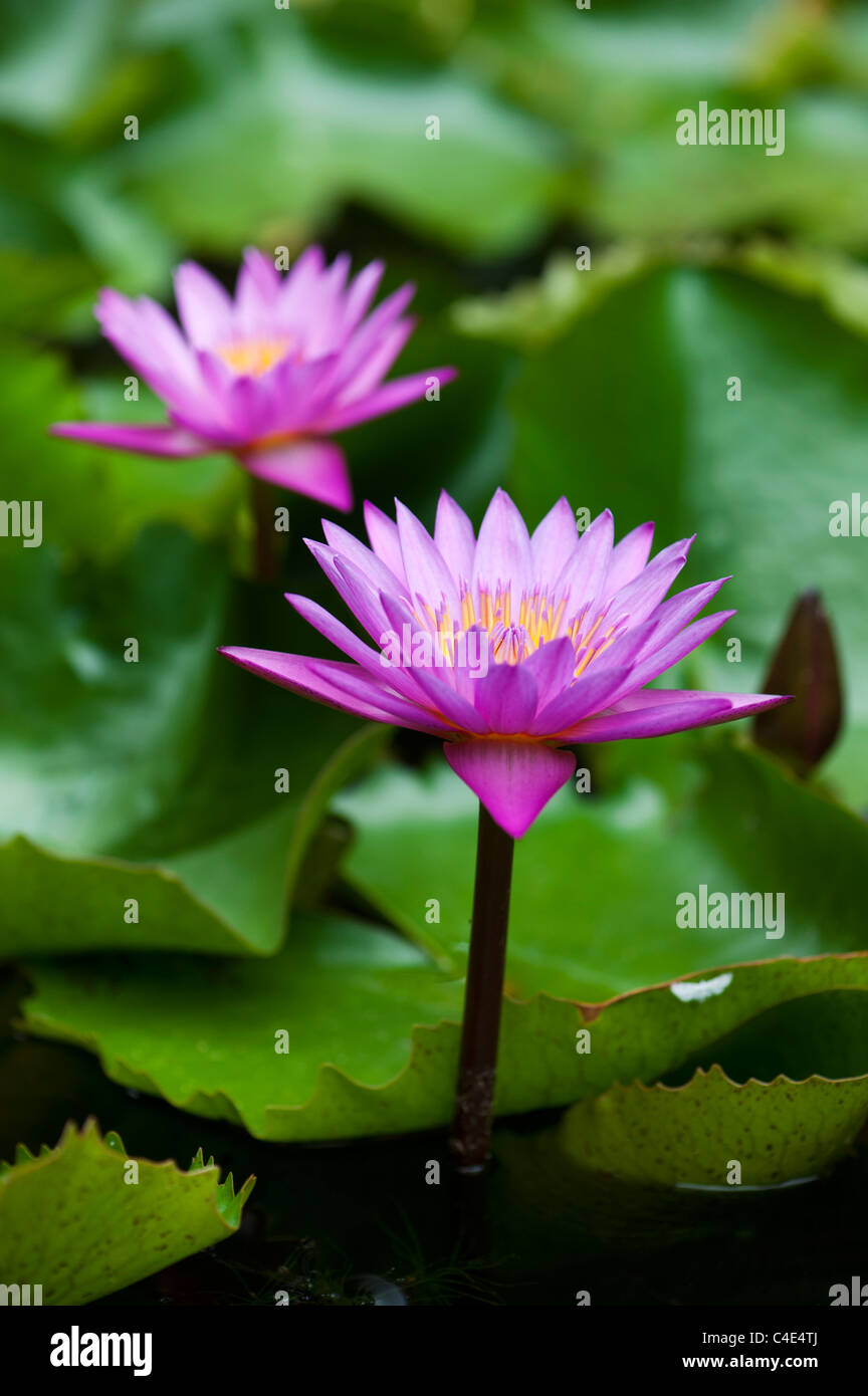 Nymphaea aquatique Banque de photographies et d’images à haute ...